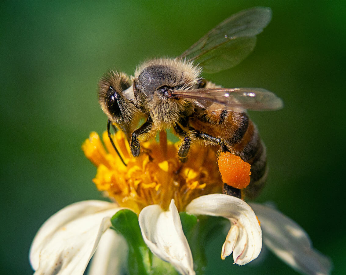 Bee Bodies - Sweet Virginia